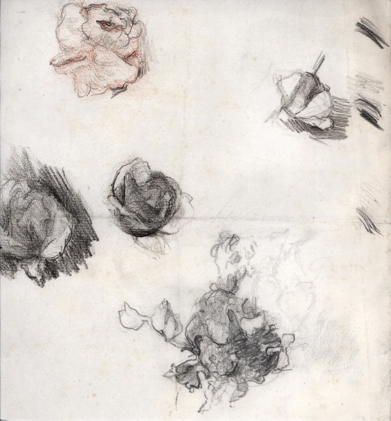 Sheet of flower studies - Modern British Art Gallery