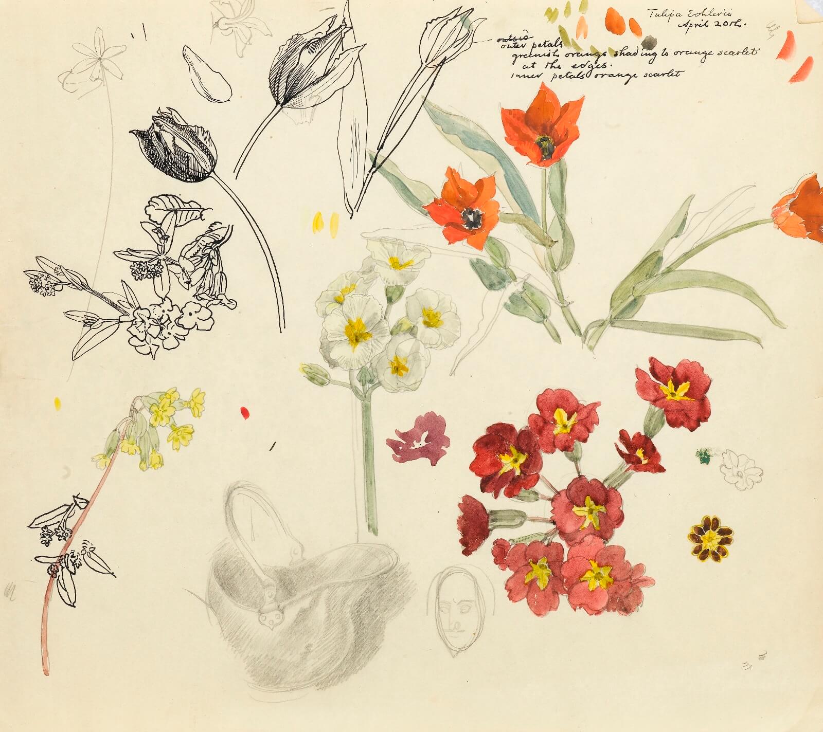 Sheet of flower studies with Tulipa Eichleri - Modern British Art Gallery