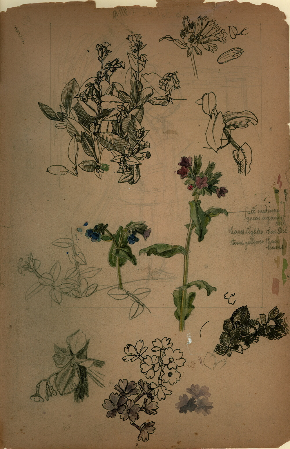 Study of various flowers - Modern British Art Gallery