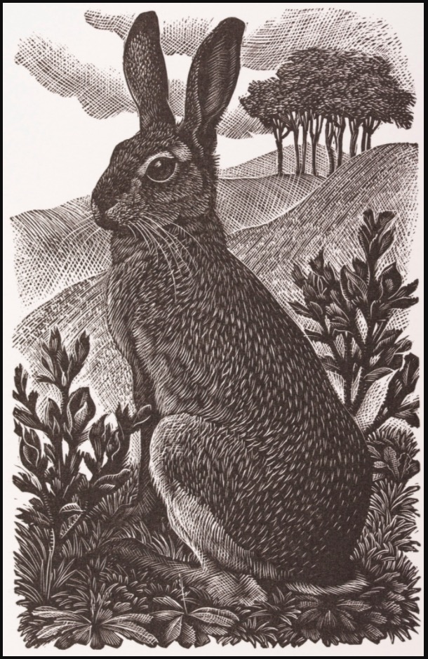 Sitting Hare, 1949 - Modern British Art Gallery