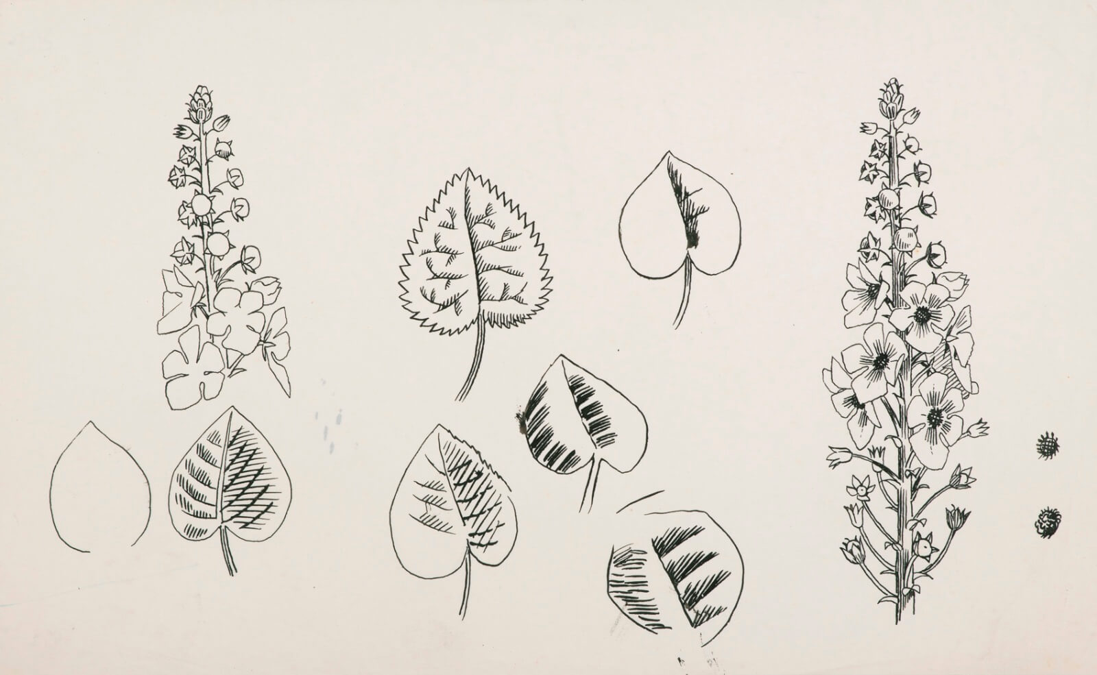 Studies of leaves and flowers. - Modern British Art Gallery