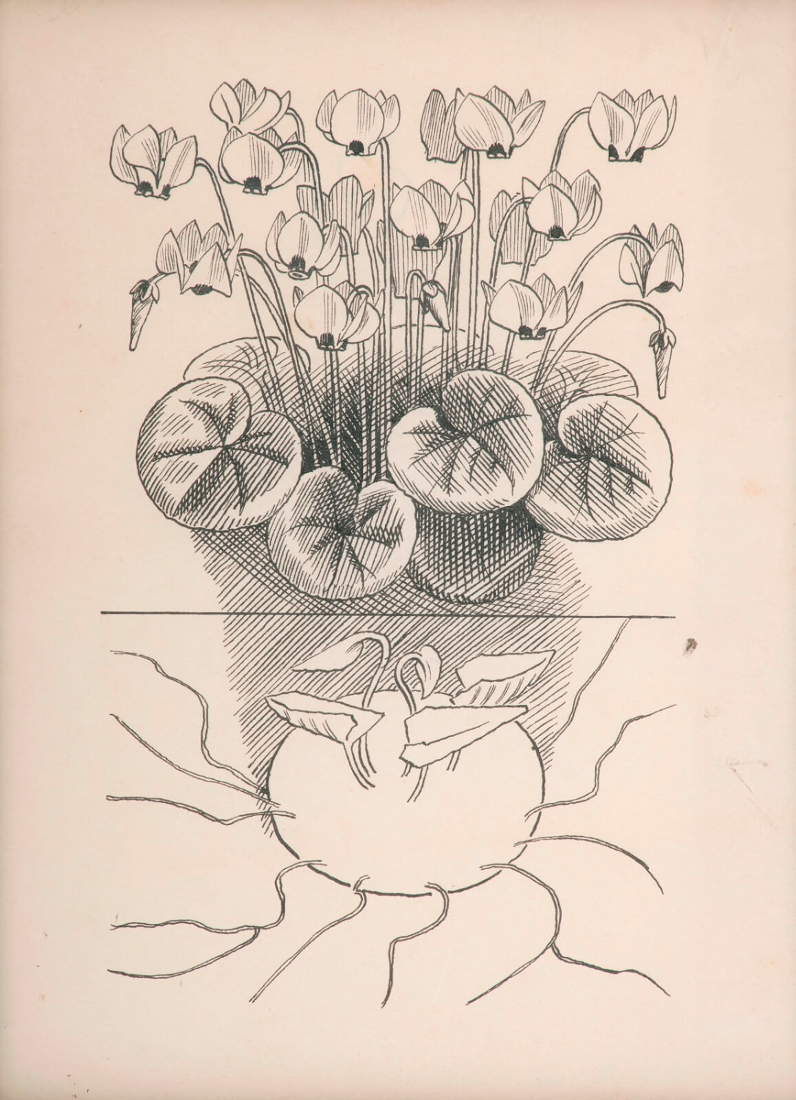 Drawing of Cyclamen neapolitanum and Cyclamen Coüm for Gardeners ...