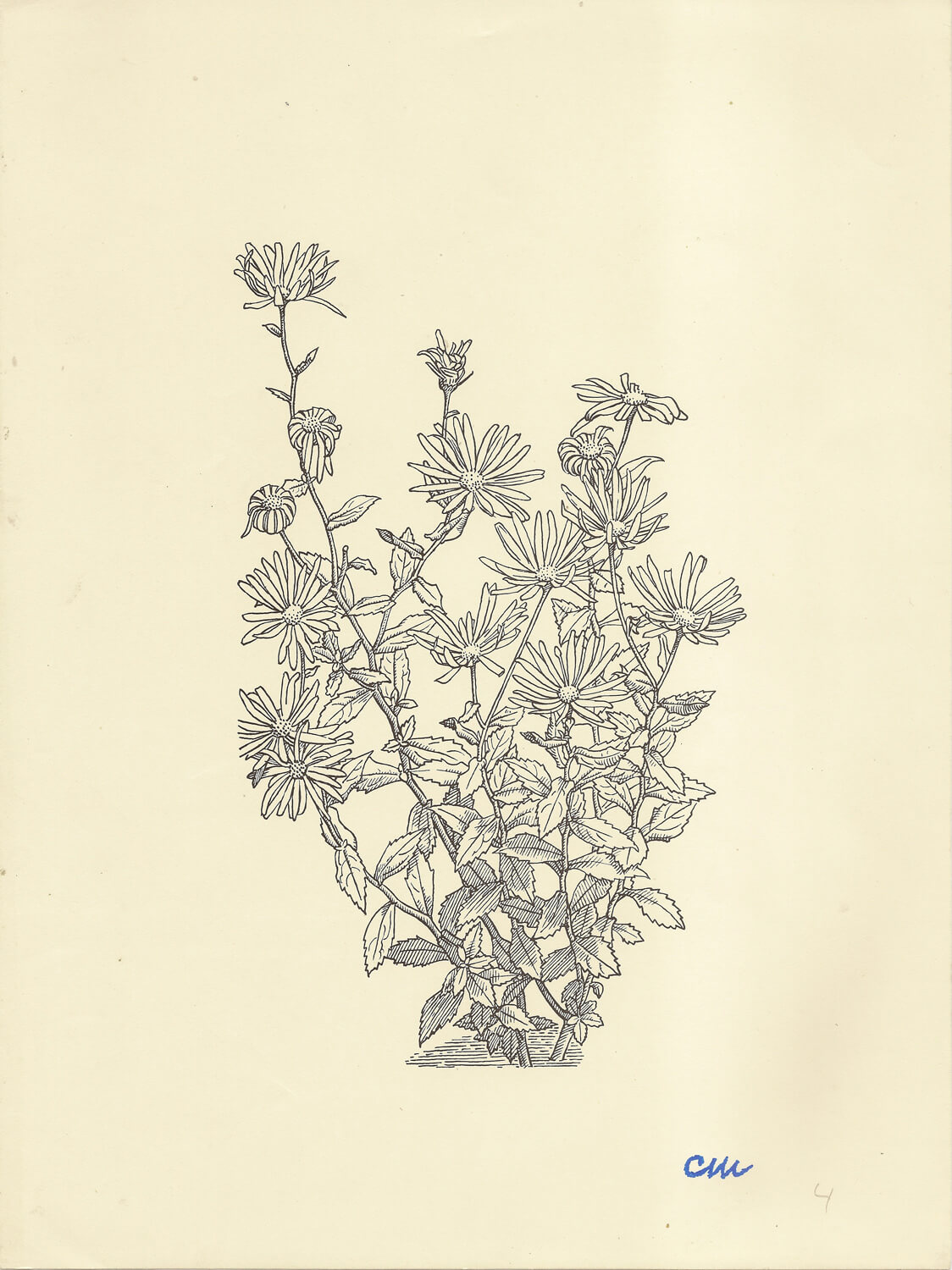 Aster Thomsoni - Modern British Art Gallery