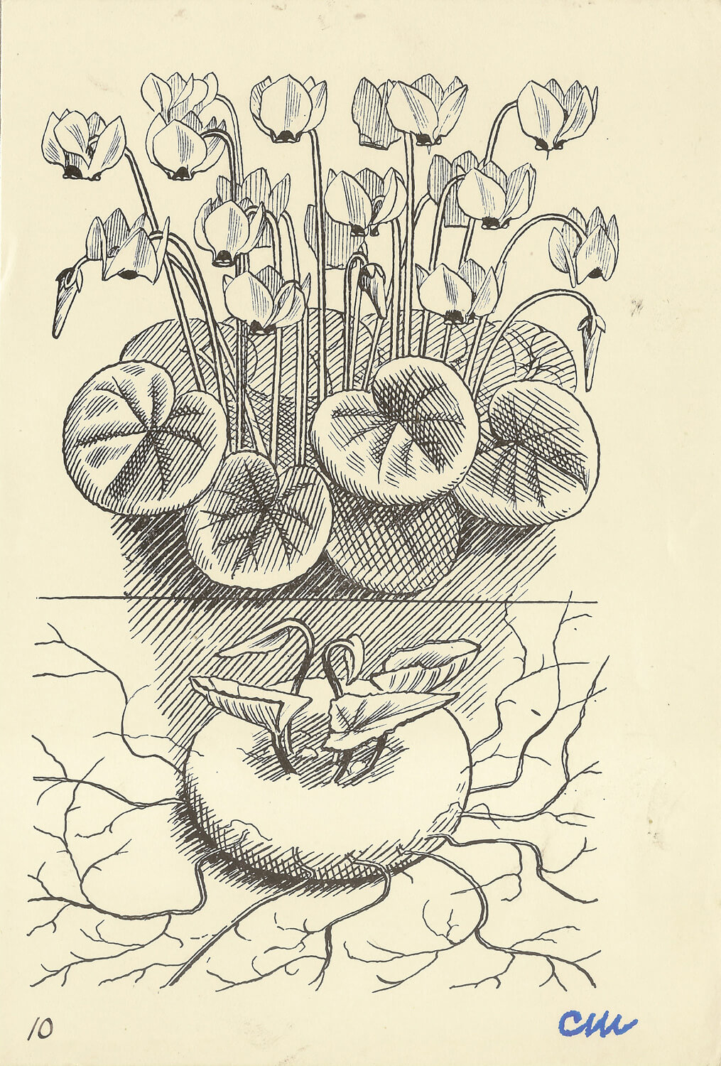 Cyclamen Neapolitanum, design for Gardeners Choice 1937 - Modern ...