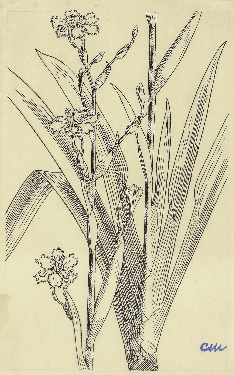 Iris japonica Ledger's Variety, design for page 113, Gardeners Choice ...