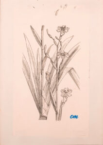 Rosa (old roses) - Modern British Art Gallery