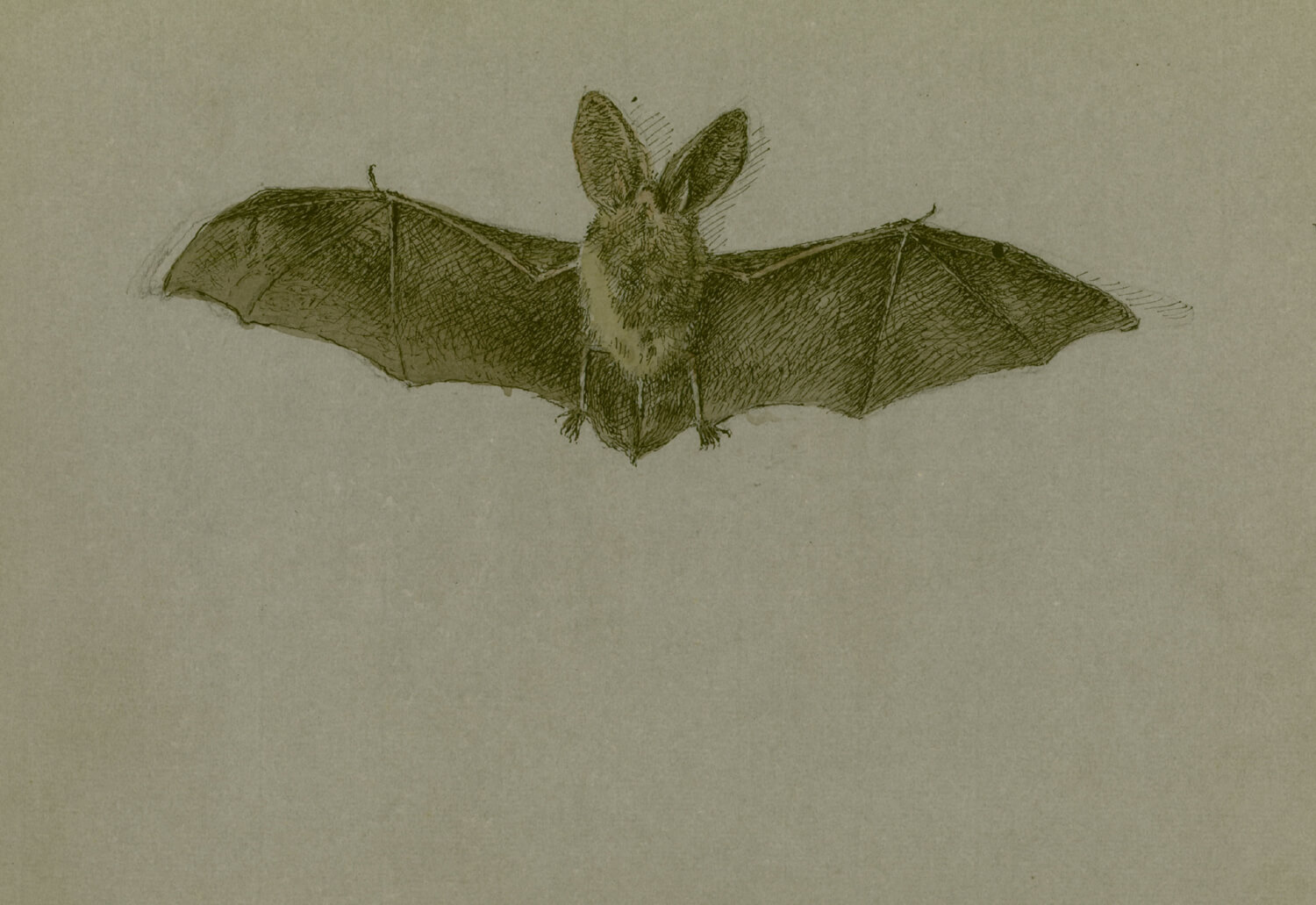 Study of a bat - Modern British Art Gallery