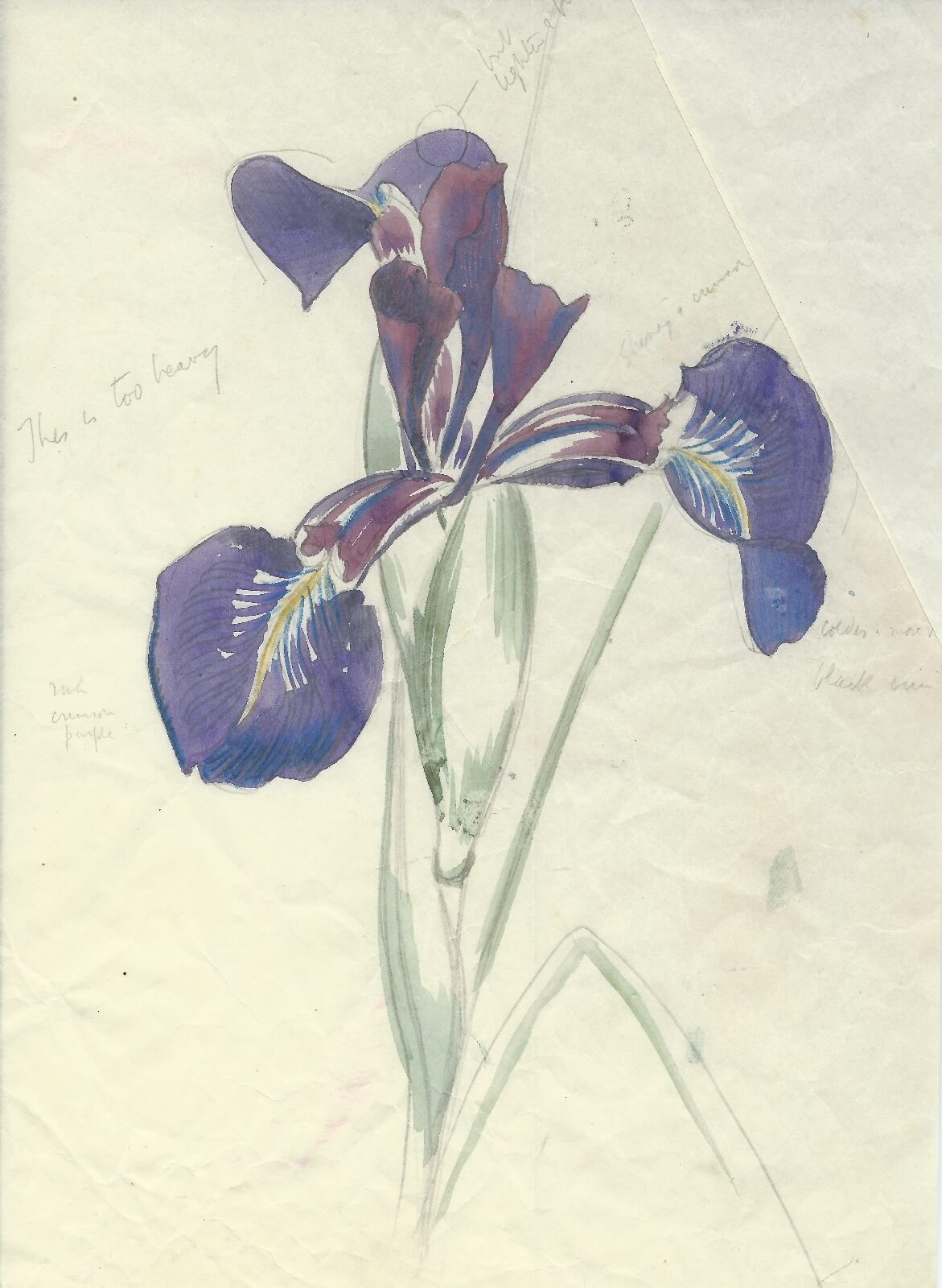 Study of a poppy, circa 1948 - Modern British Art Gallery