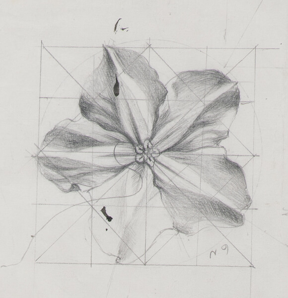 Study of a flower head - Modern British Art Gallery