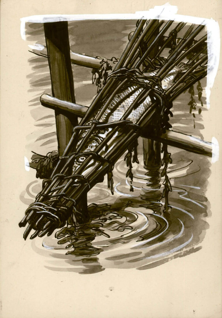 Indian Bull Frog (Rana Tigrina), circa 1950 - Modern British Art Gallery