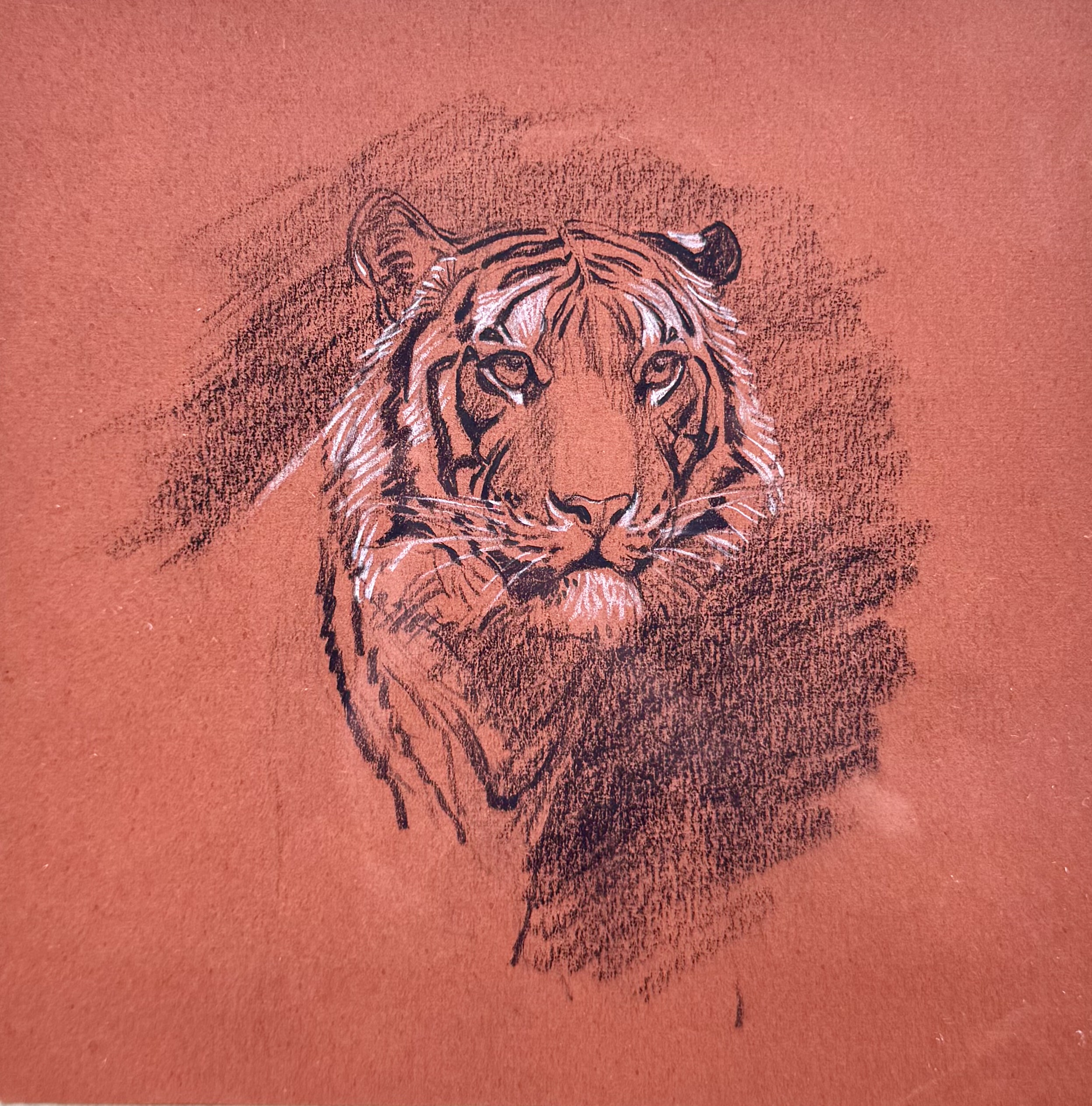 Study of Tiger - Modern British Art Gallery