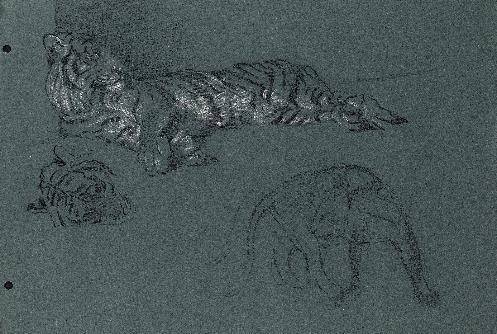 Study of a Tiger - Modern British Art Gallery