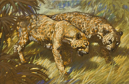 Two Leopards Courting - circa 1950 - Modern British Art Gallery