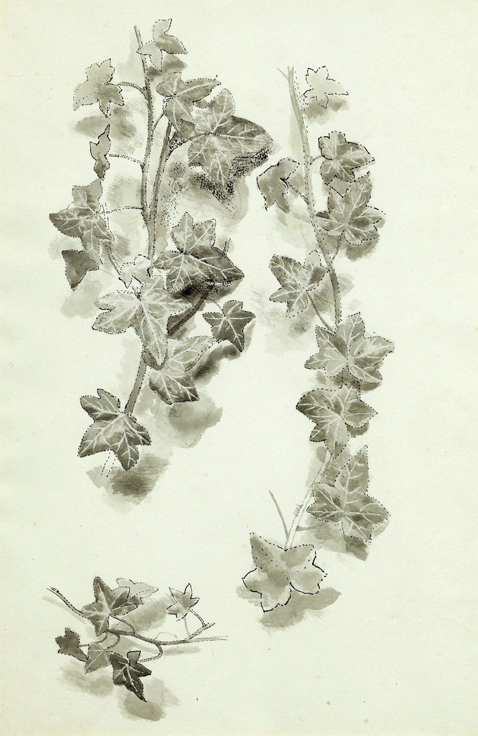 Study of Ivy - Modern British Art Gallery