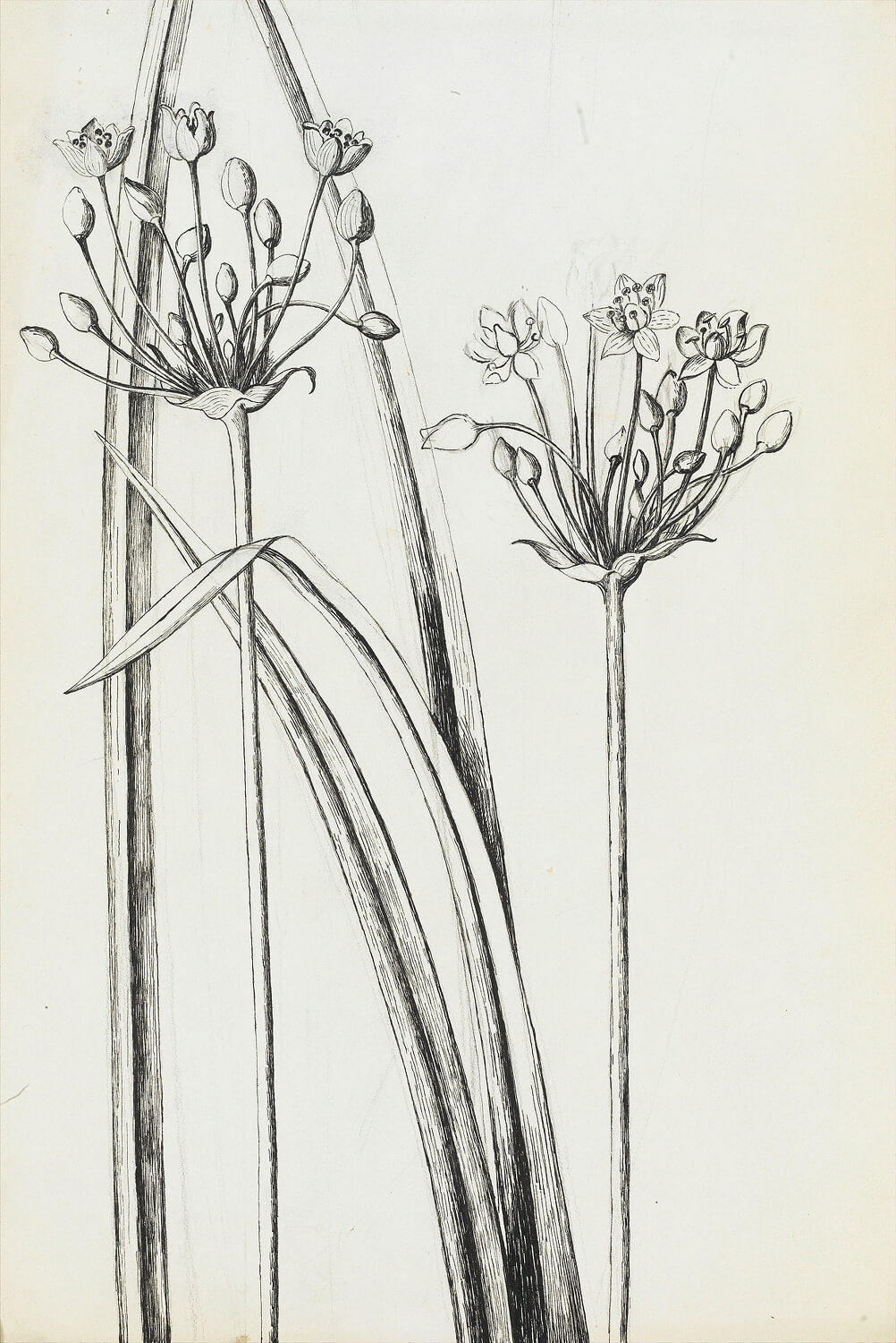 Plant study - line drawing - Modern British Art Gallery