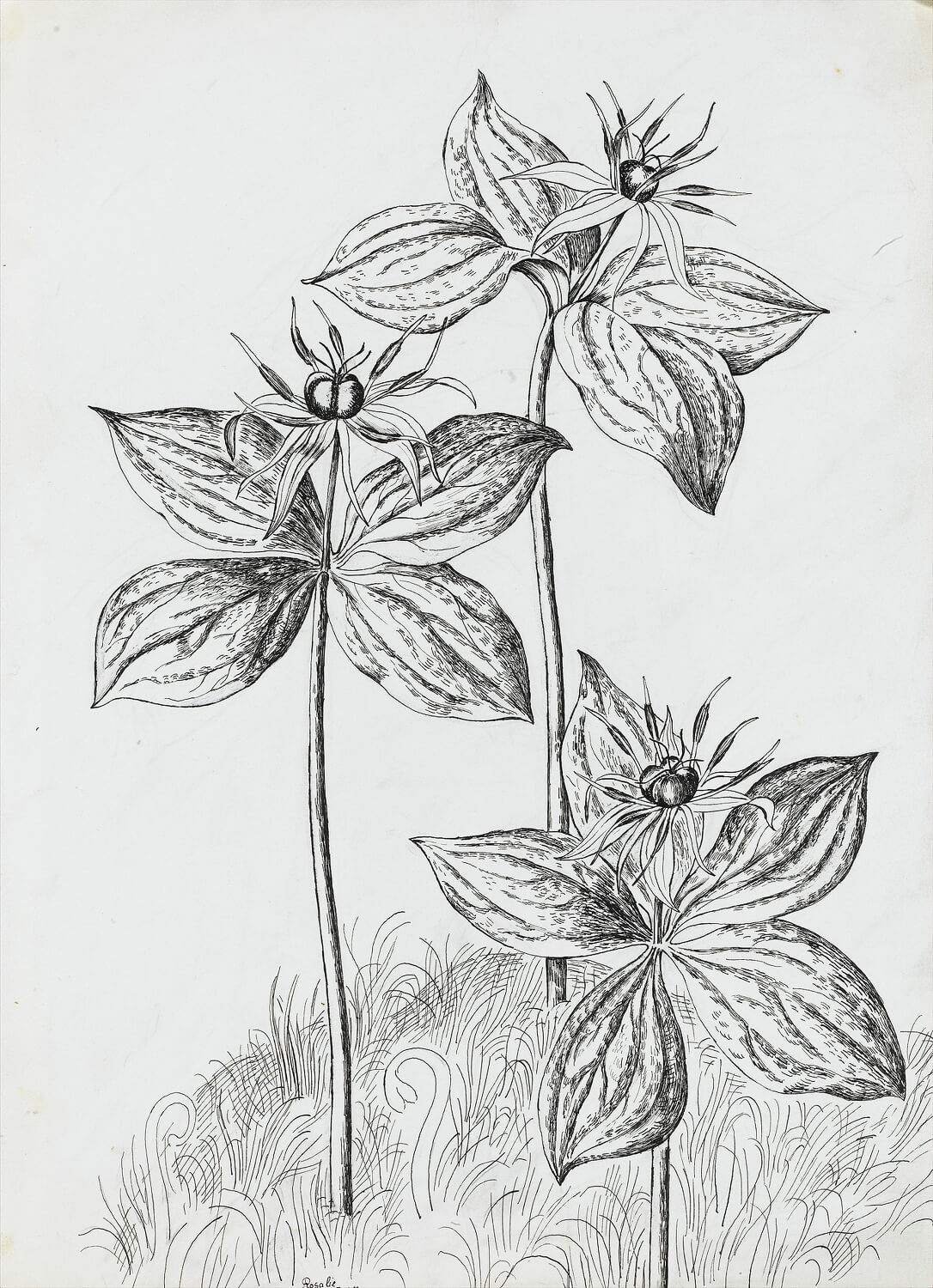 Plant study - Modern British Art Gallery