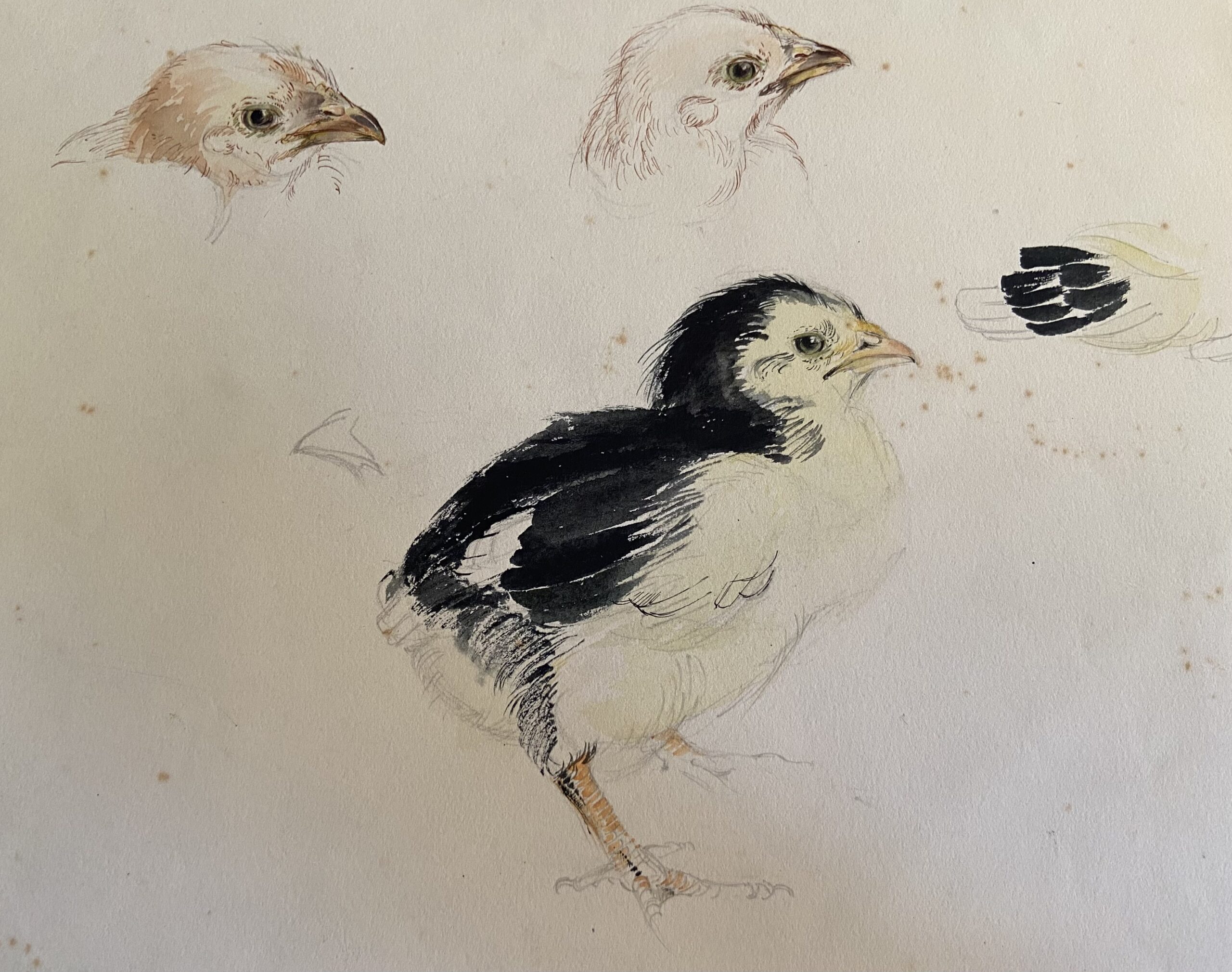 Study of baby birds - Modern British Art Gallery