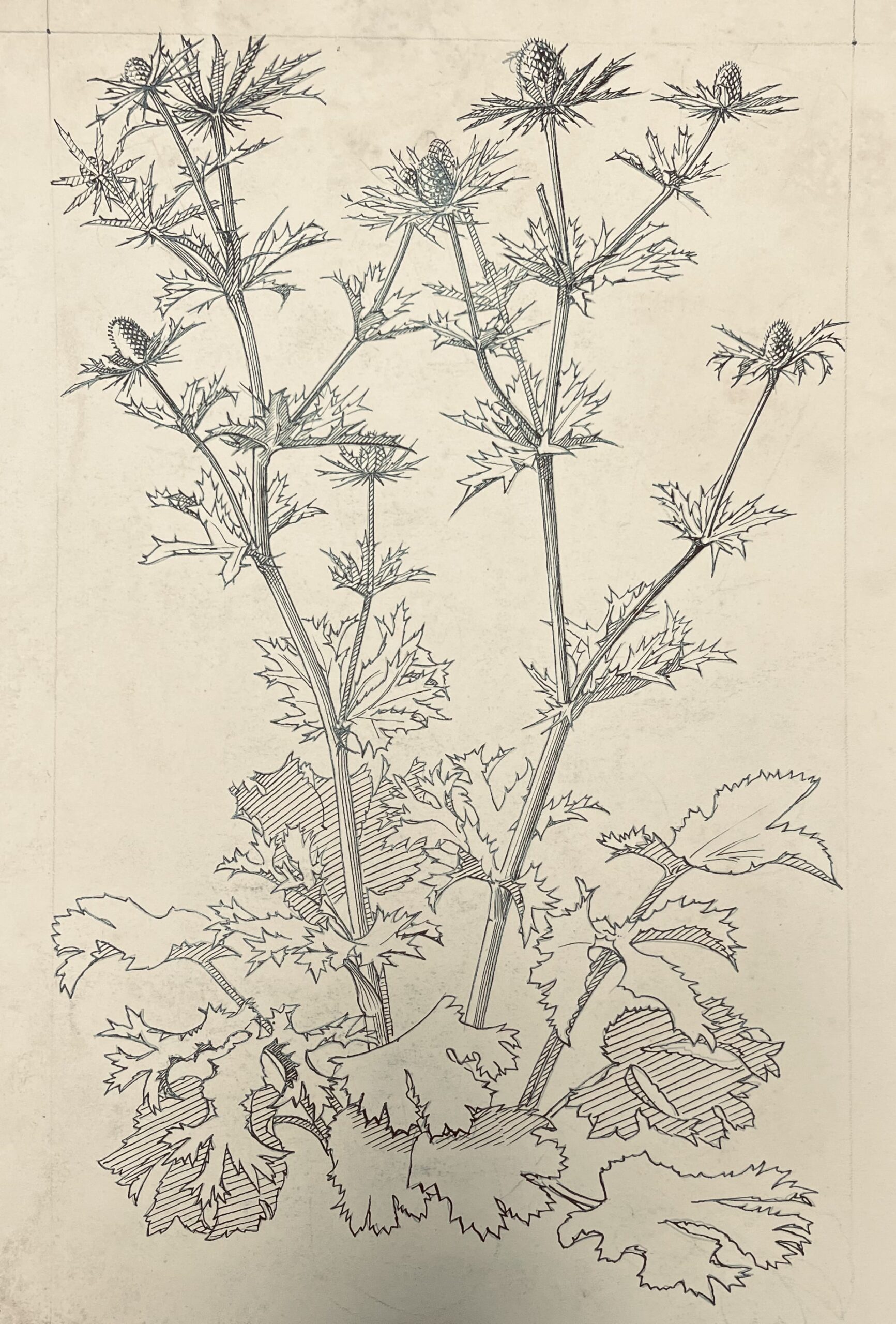 Study of Dipsacus fullonum (common teasel) - Modern British Art Gallery